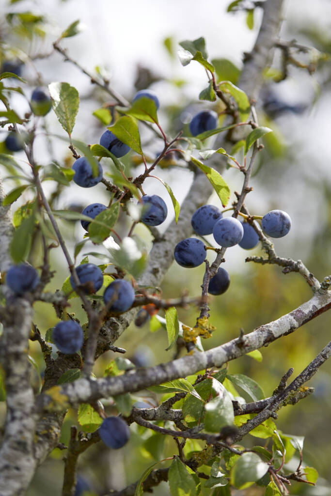 Gardening 101: Blackthorn - Gardenista