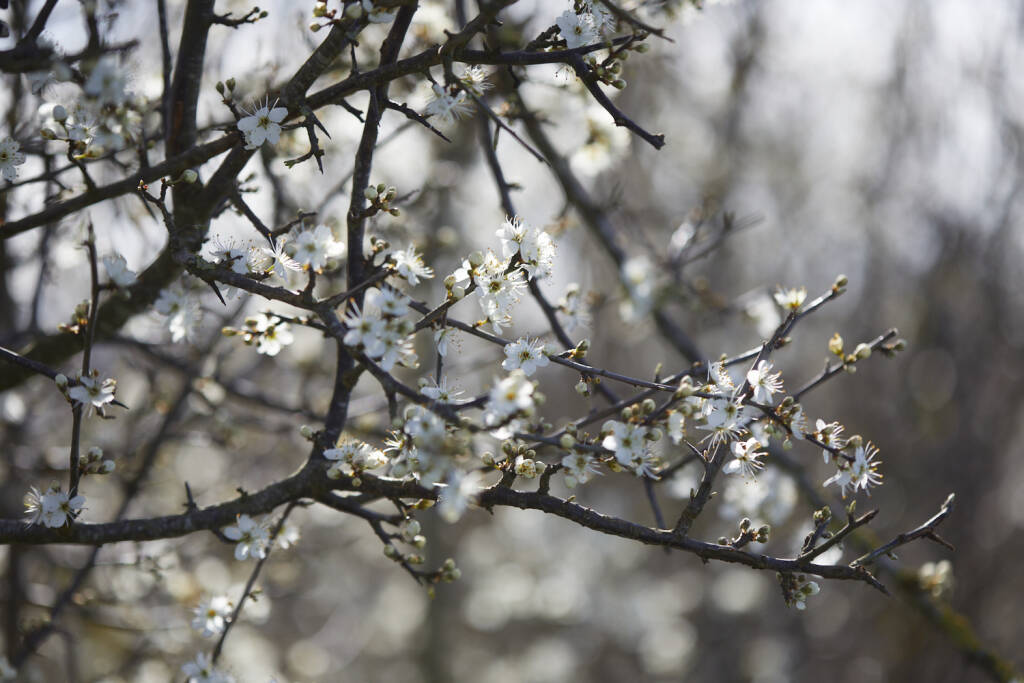Gardening 101: Blackthorn - Gardenista