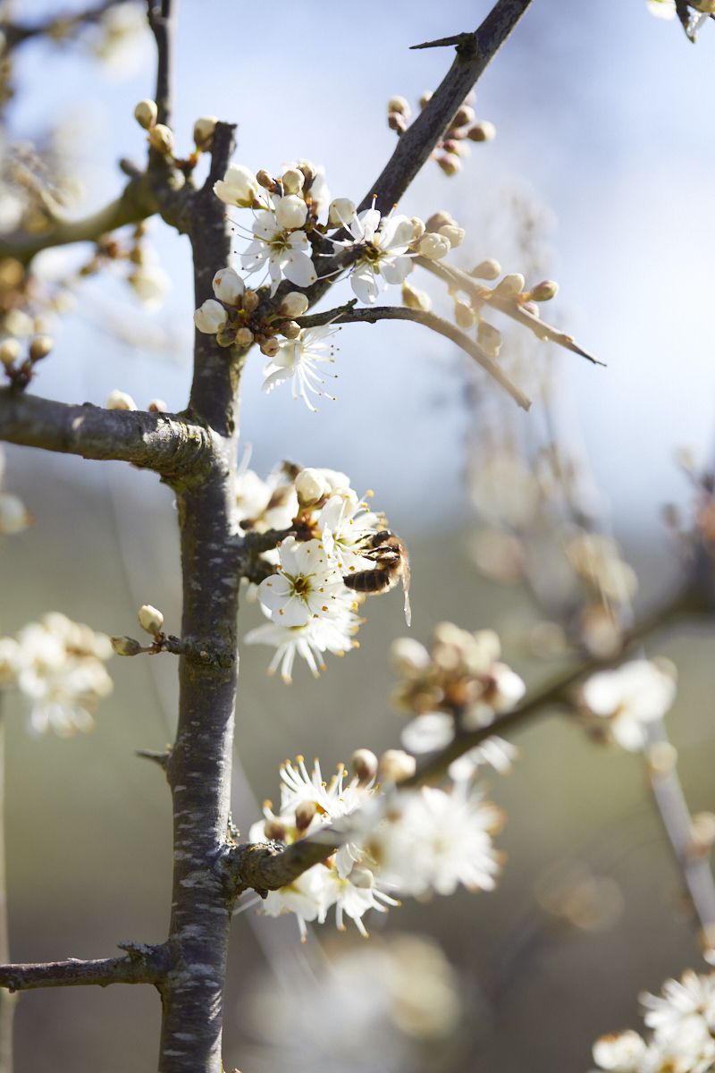 Gardening 101: Blackthorn - Gardenista