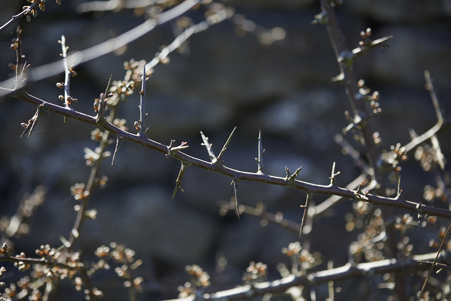 Gardening 101: Blackthorn - Gardenista