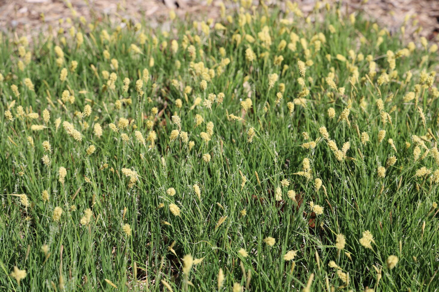 Trend Alert: A Carex for Every Garden - Gardenista