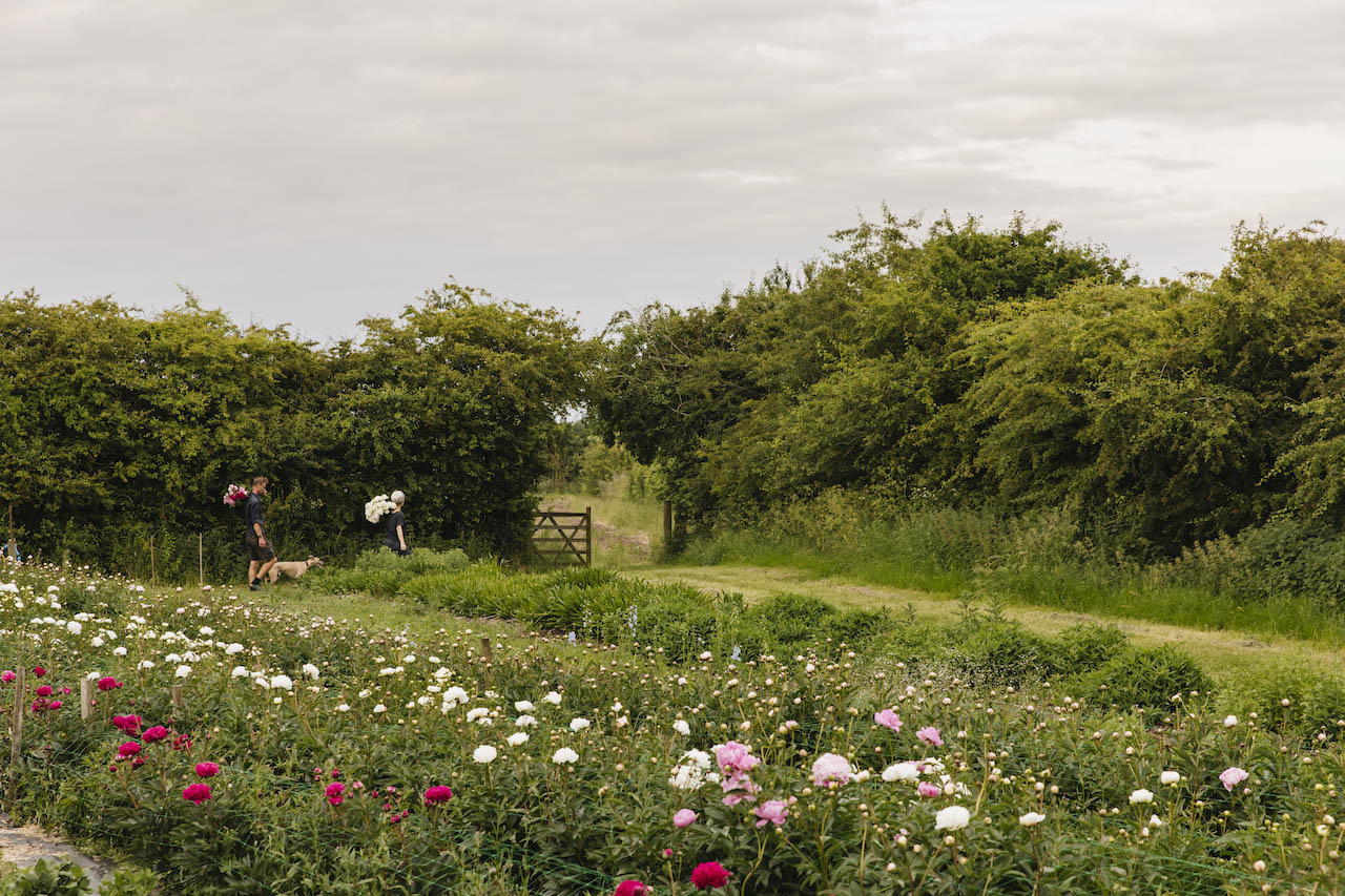 Required Reading: 'The Cut Flower Sourcebook: Exceptional Perennials ...