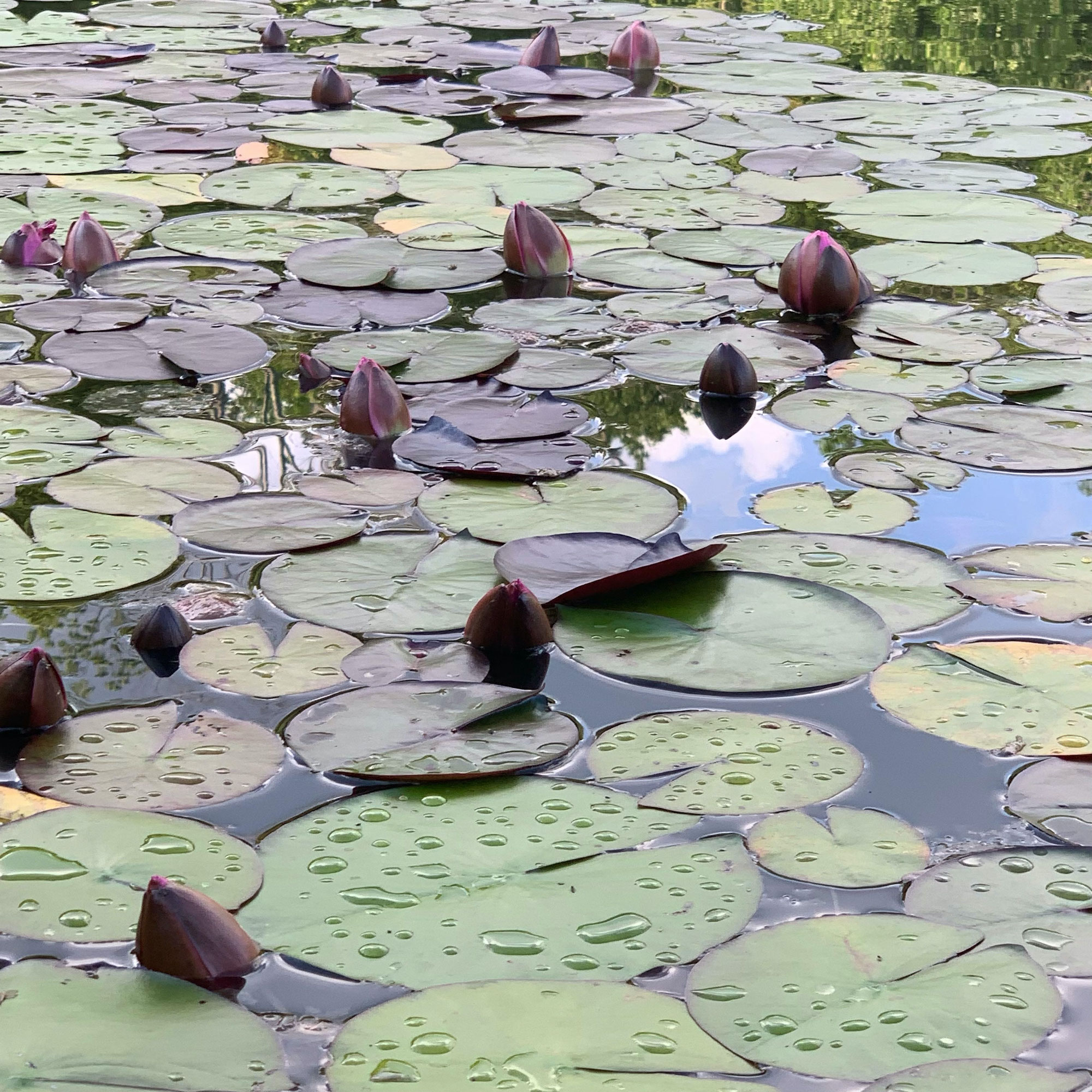 Lessons Learned: The Founders of Gardenheir Share the Highs and Lows of Designing Their First ...