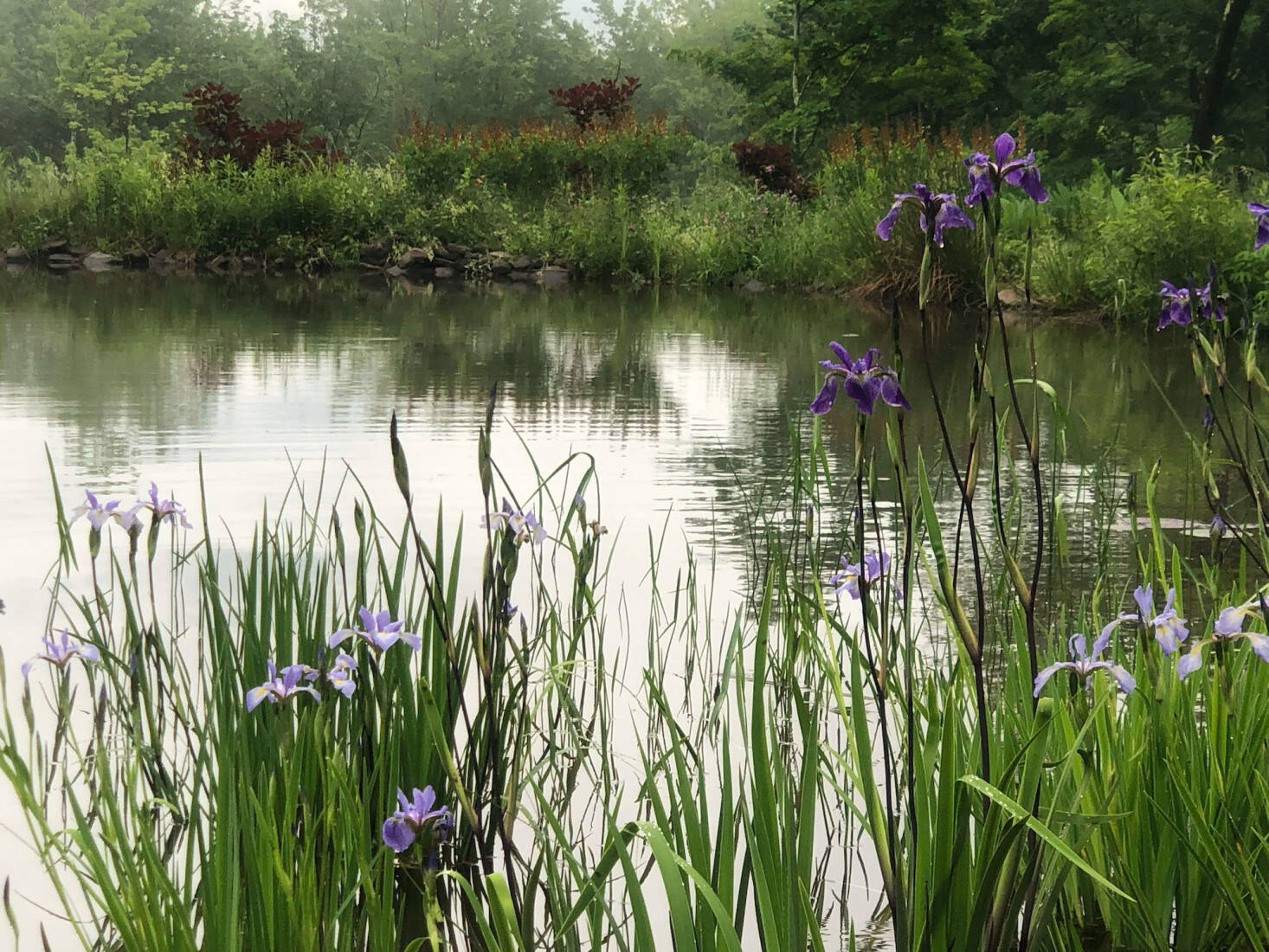 Native Irises: The Best Low-Maintenance Irises Indigenous to the U.S.