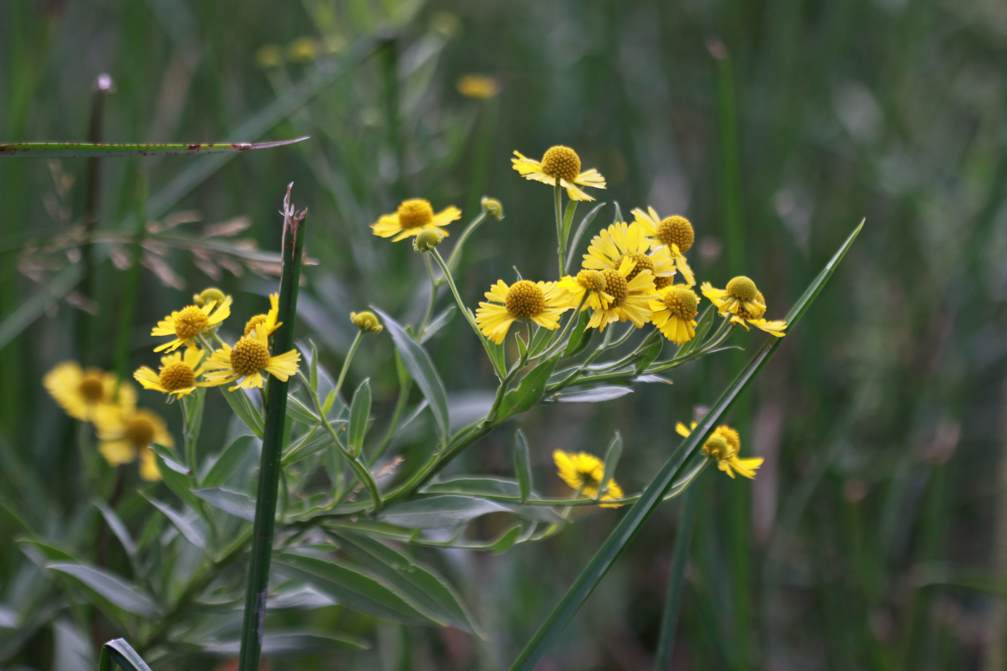 Greatest Hits 2023: Low-Maintenance Flowers that Thrive on Benign ...