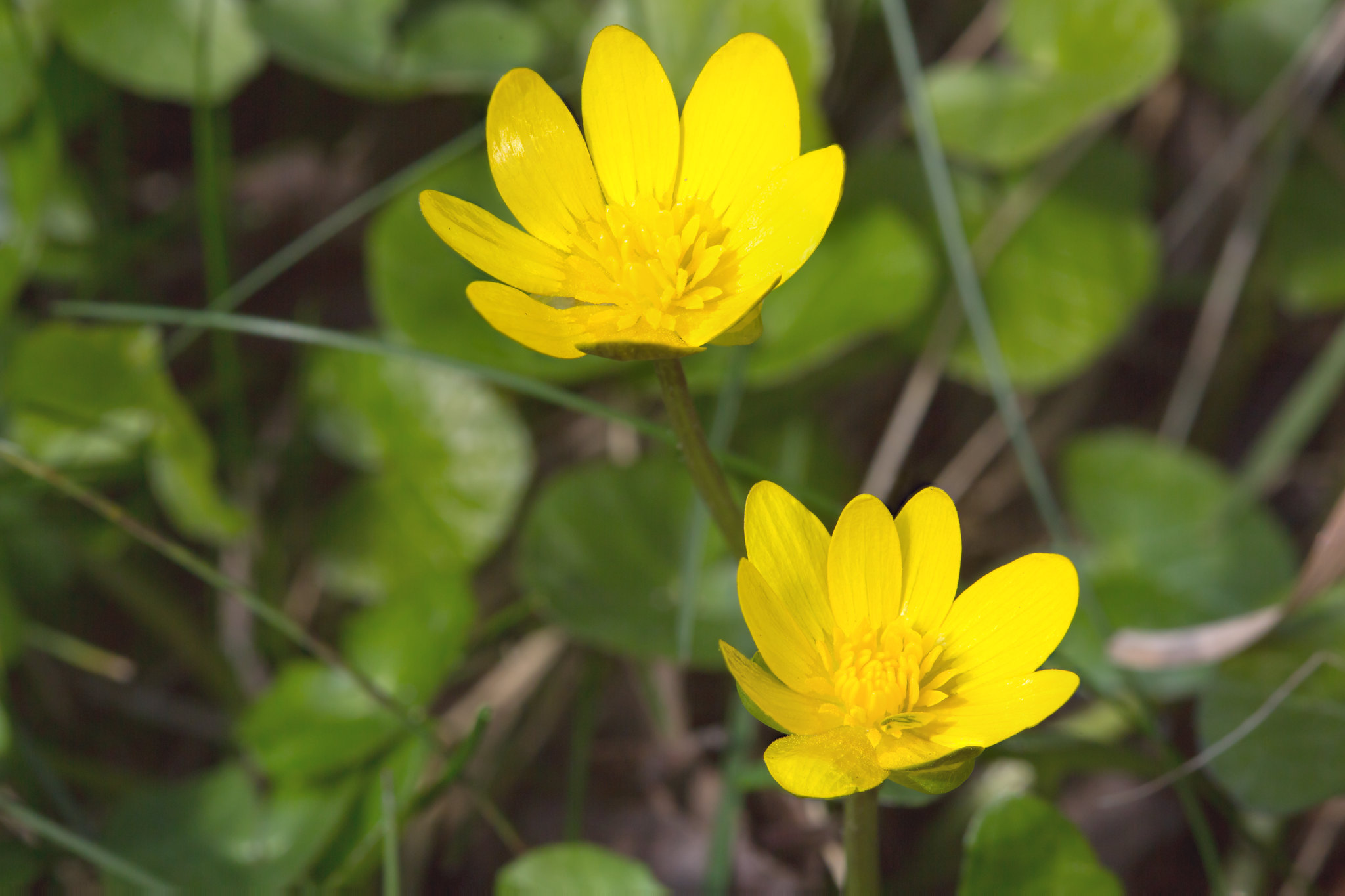 Search & Destroy: Lesser Celandine - Gardenista