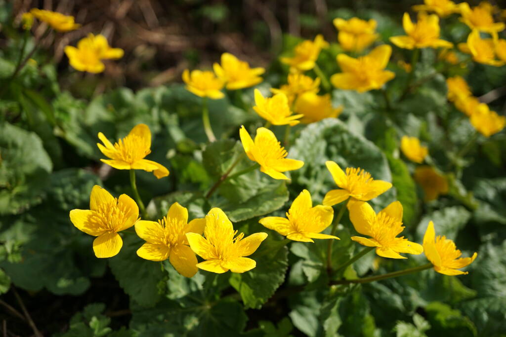 Search & Destroy: Lesser Celandine - Gardenista