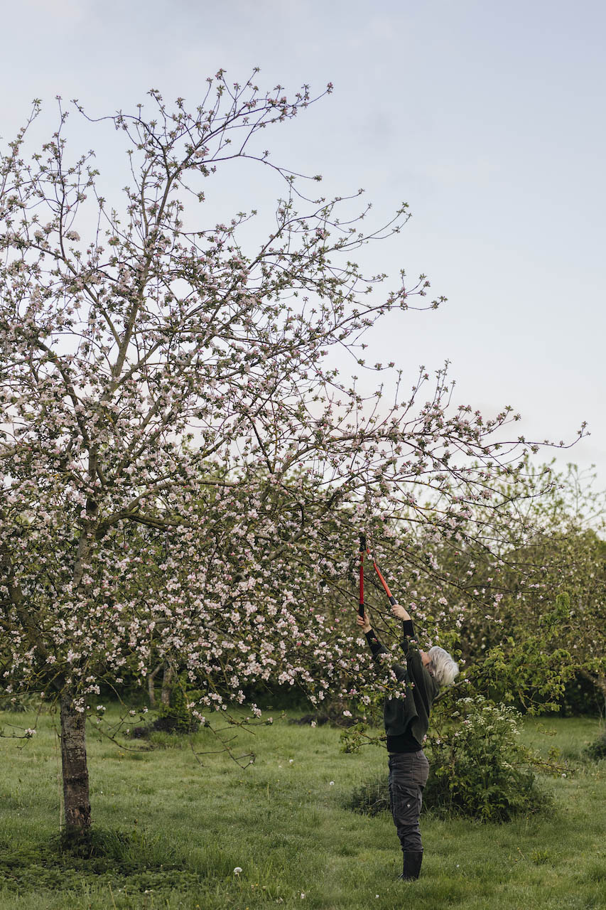Required Reading: 'The Cut Flower Sourcebook: Exceptional Perennials ...