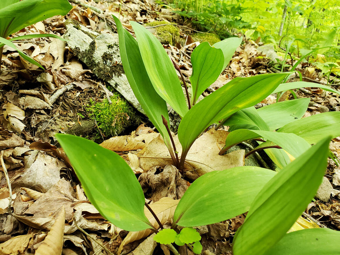 Ramps are an over-harvested native wild food. They can be cultivated.