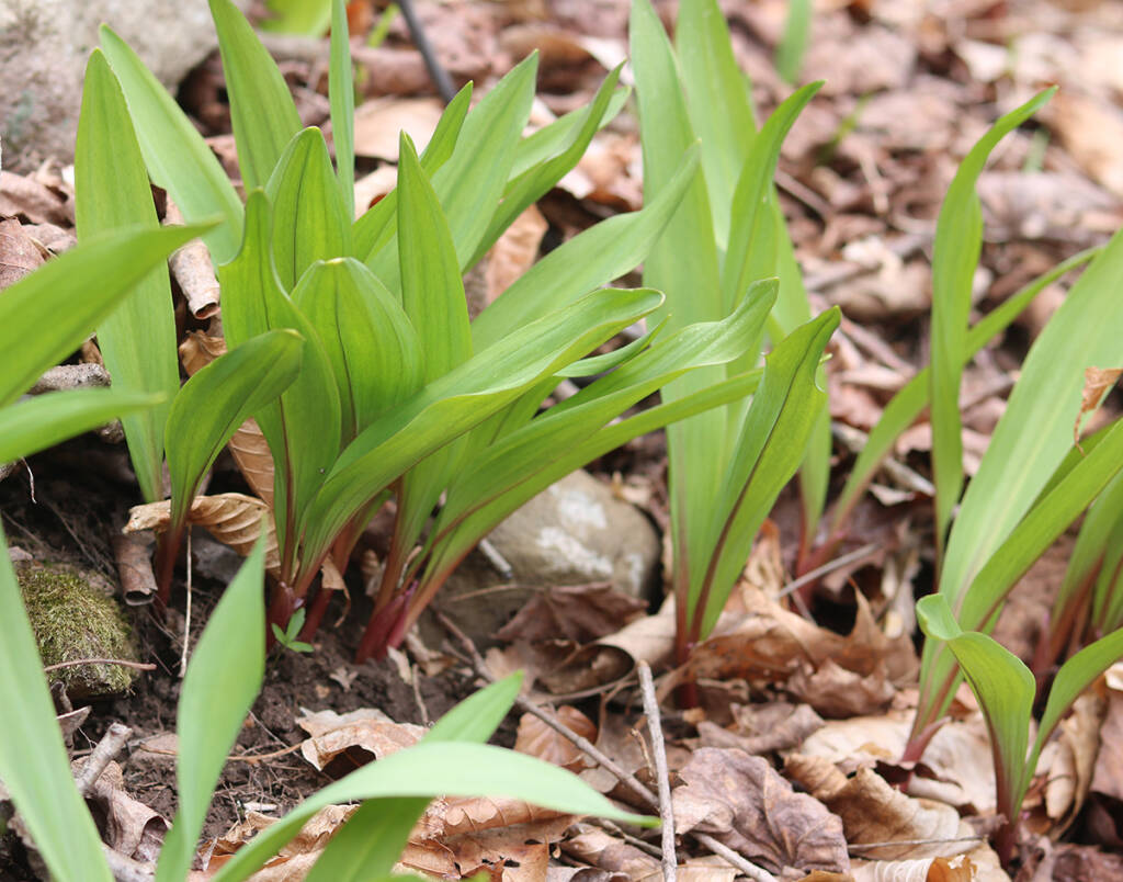 Ramps are an over-harvested native wild food. They can be cultivated.