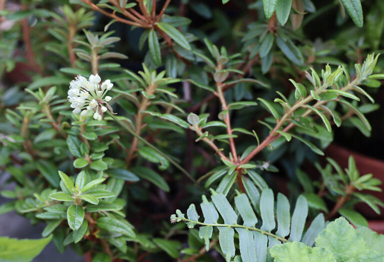 Ramps are an over-harvested native wild food. They can be cultivated.