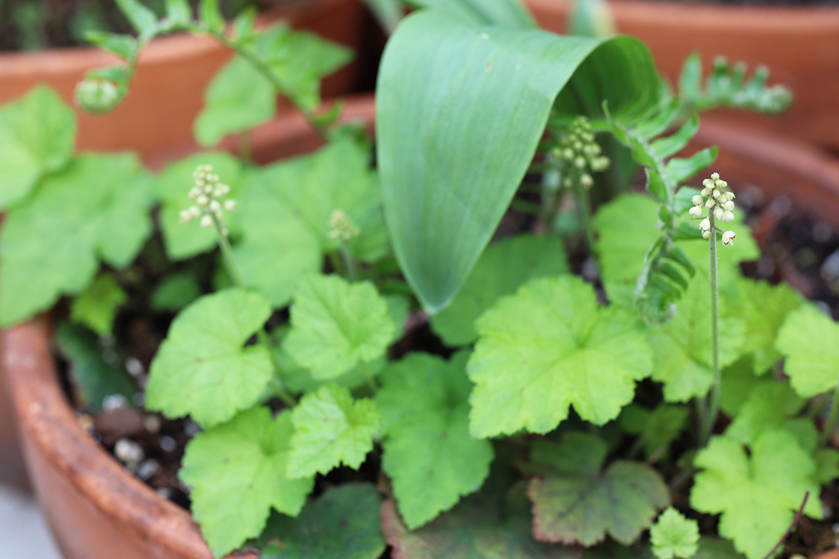 Ramps are an over-harvested native wild food. They can be cultivated.