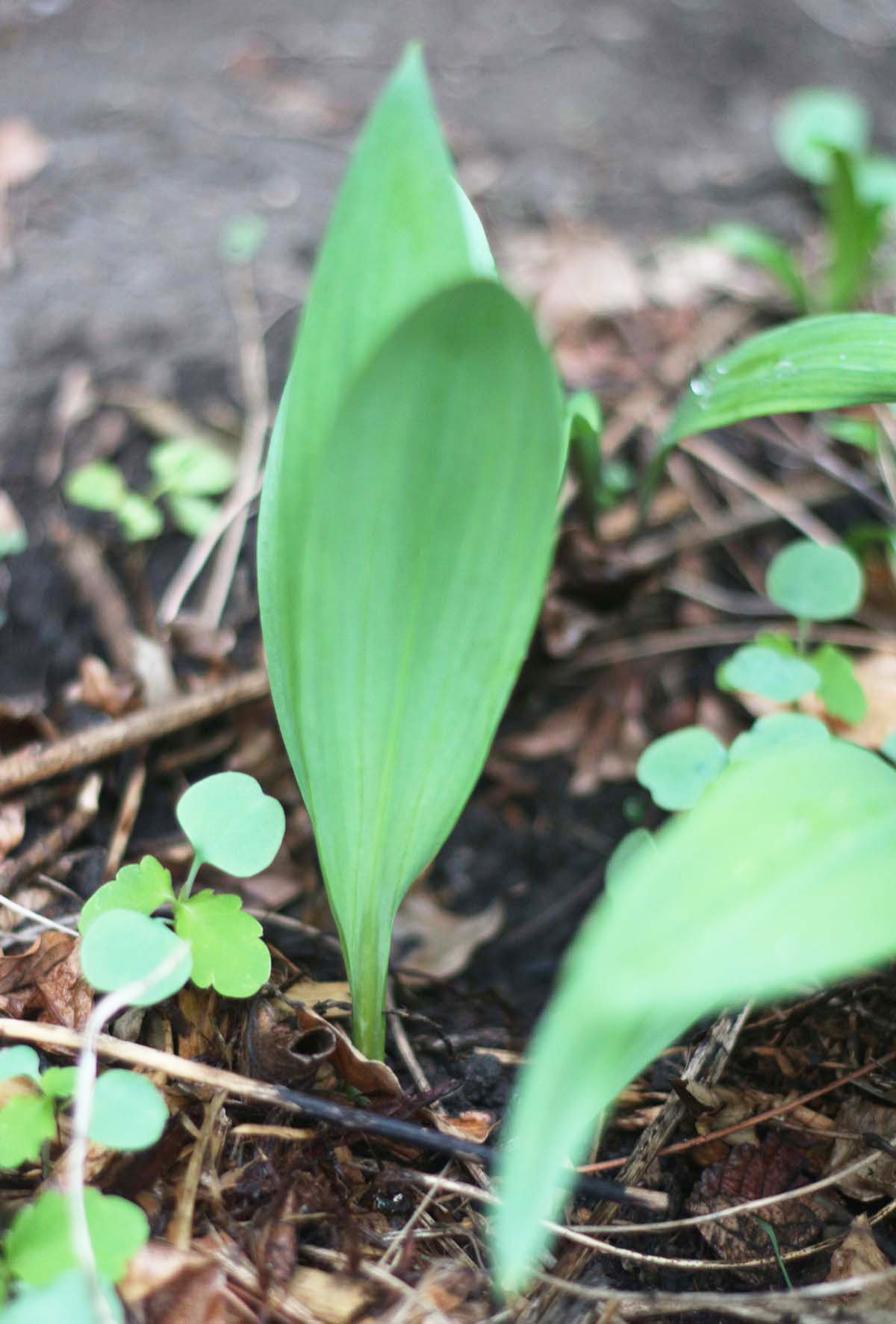 Ramps are an over-harvested native wild food. They can be cultivated.