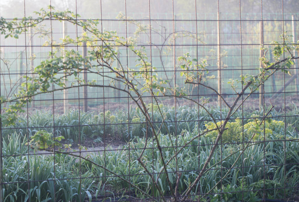 Required Reading: 'The Cut Flower Sourcebook: Exceptional Perennials ...
