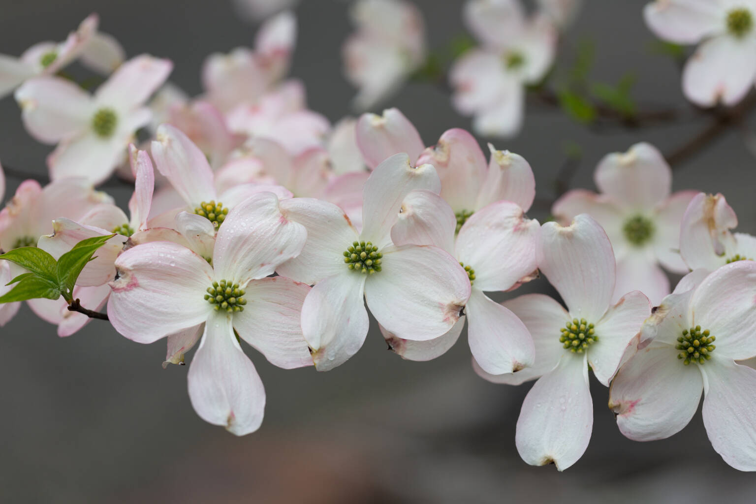 Ask the Expert: How to Grow Native Plants in Containers - Gardenista
