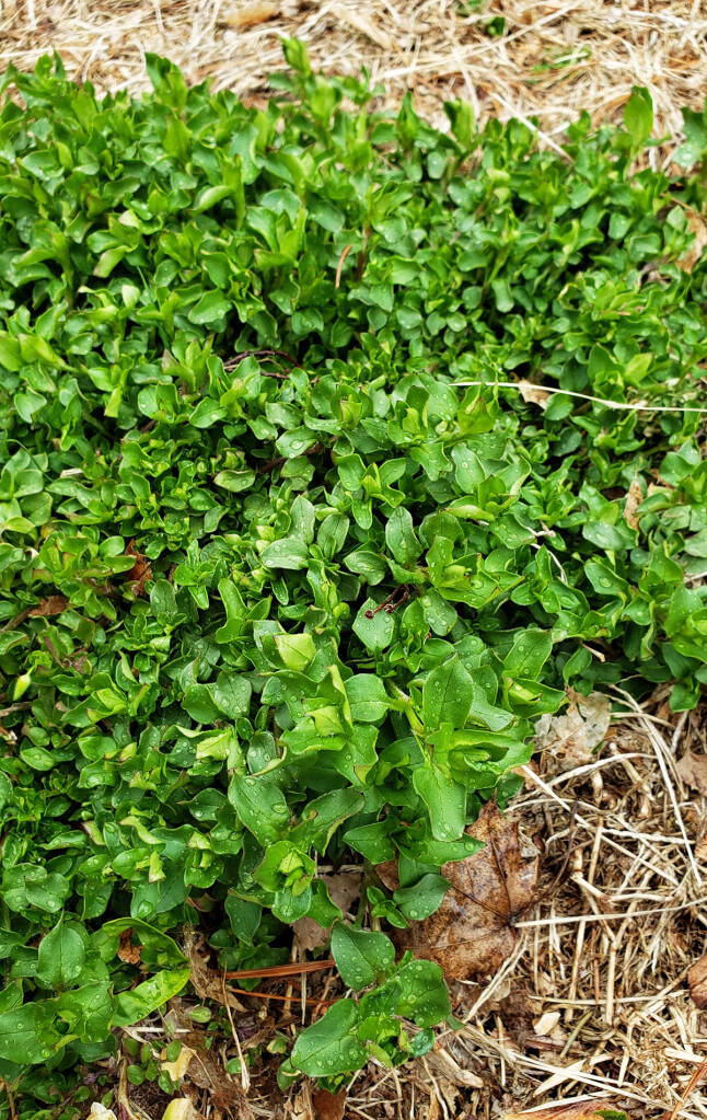Chickweed is an edible plant loaded with flavor and very versatile in ...