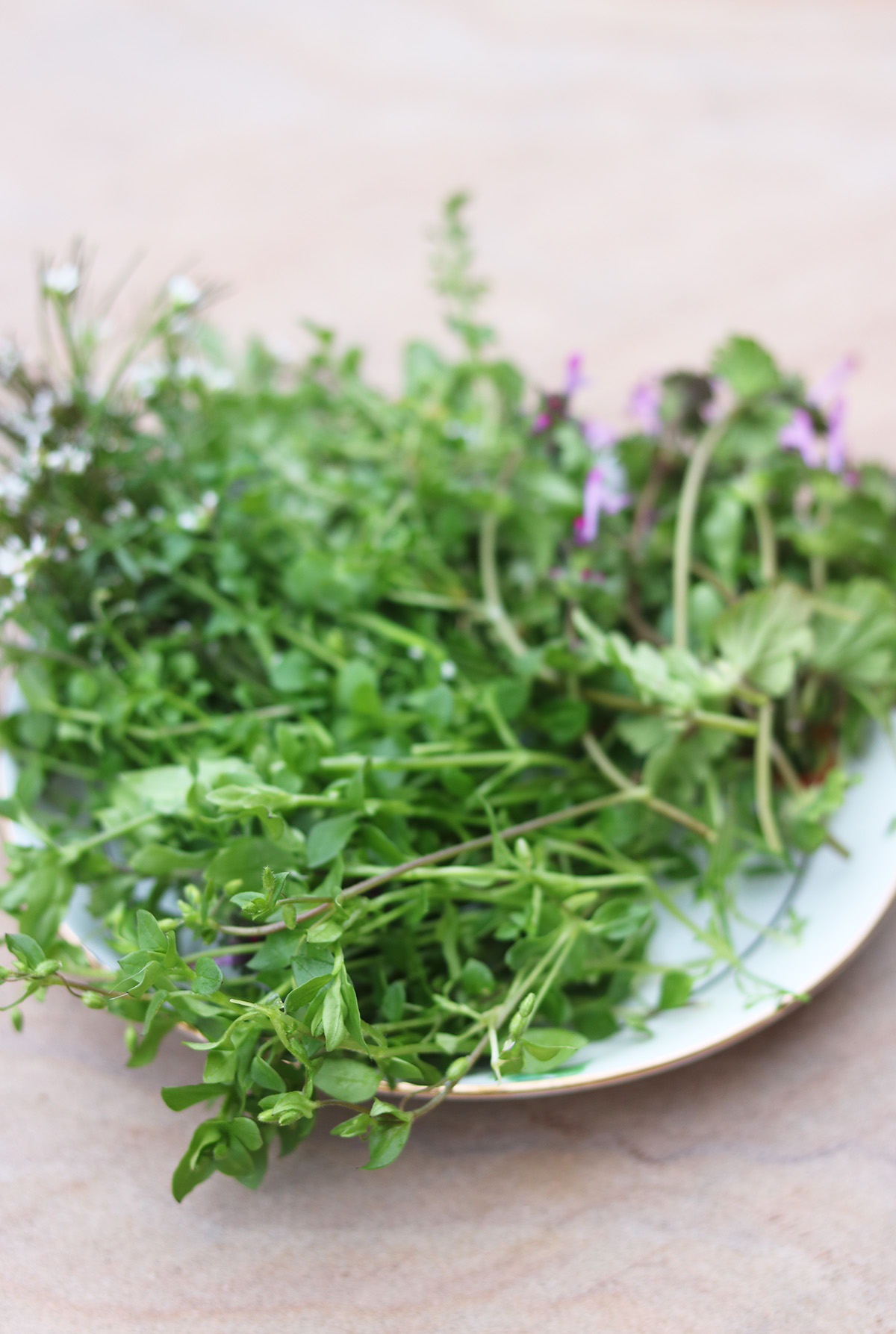 Chickweed is an edible plant loaded with flavor and very versatile in ...