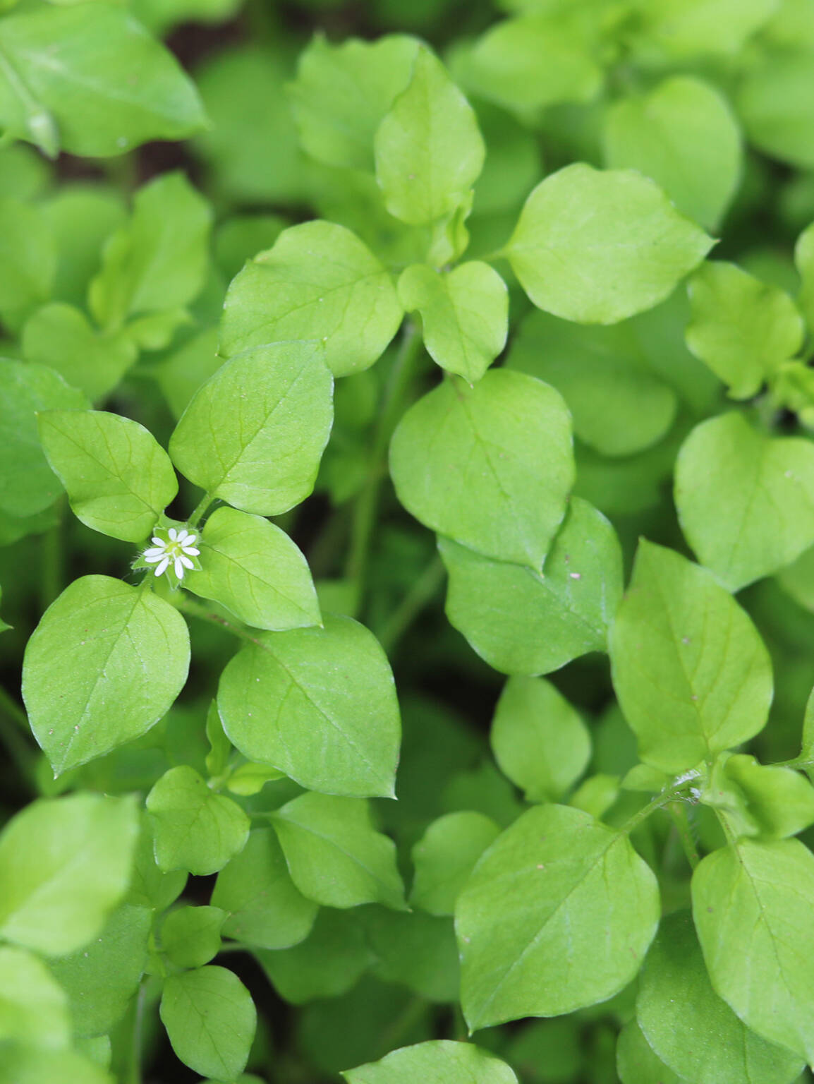Chickweed is an edible plant loaded with flavor and very versatile in ...