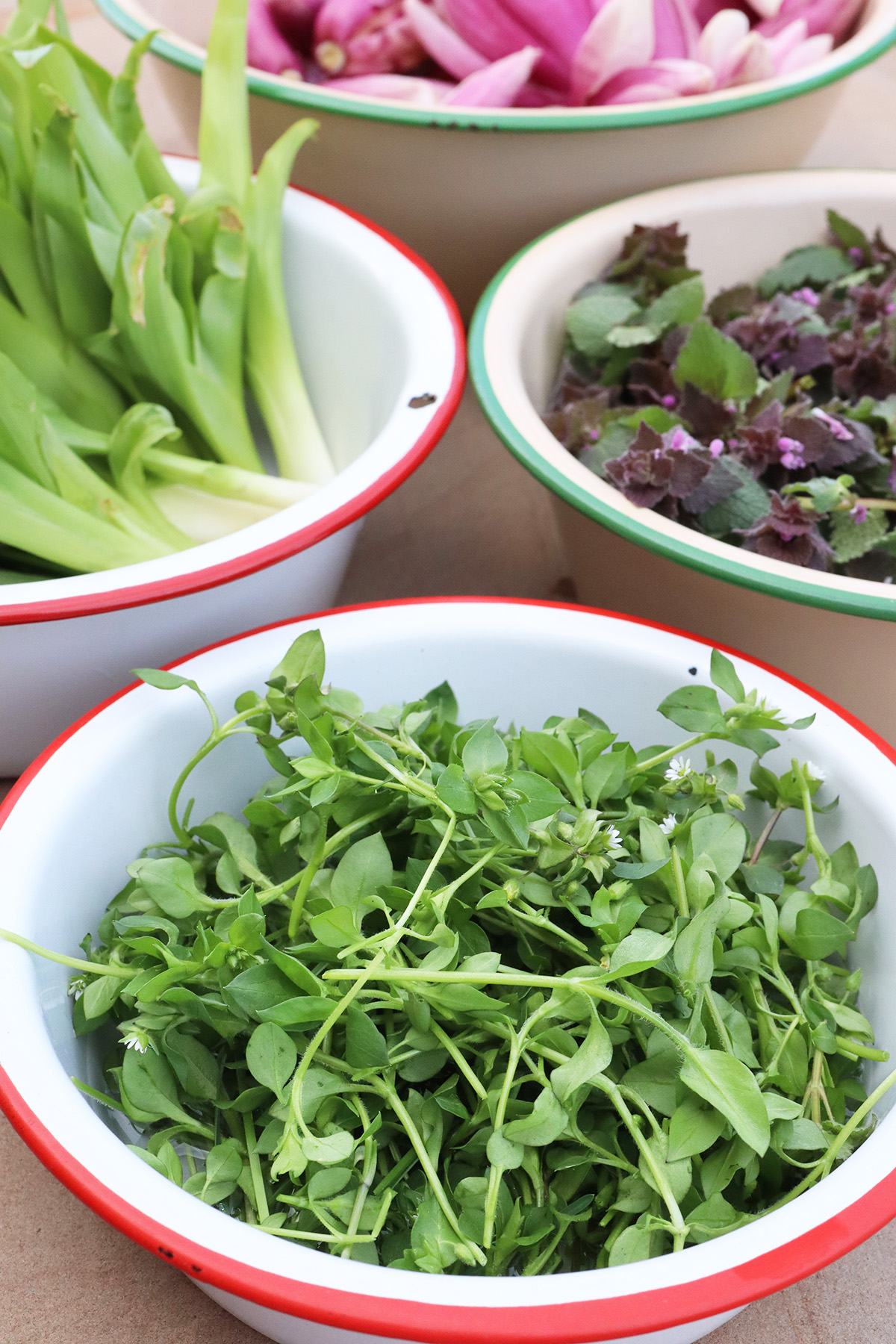 Chickweed is an edible plant loaded with flavor and very versatile in ...