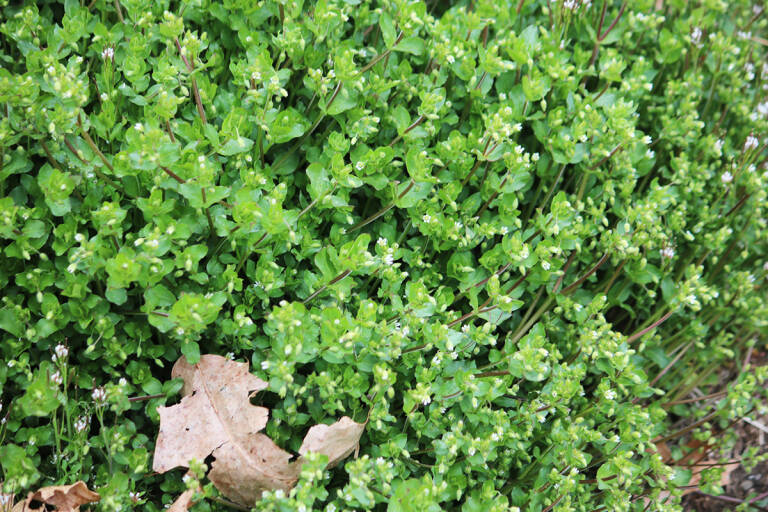 Chickweed is an edible plant loaded with flavor and very versatile in ...