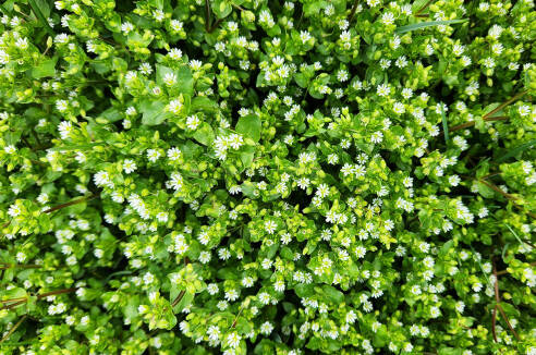 Chickweed is an edible plant loaded with flavor and very versatile in ...