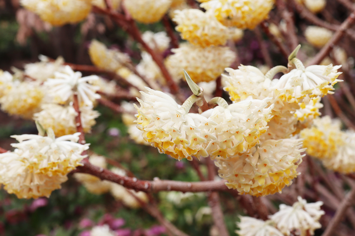 Edgeworthia is one of the earliest shrubs to flower, in late winter