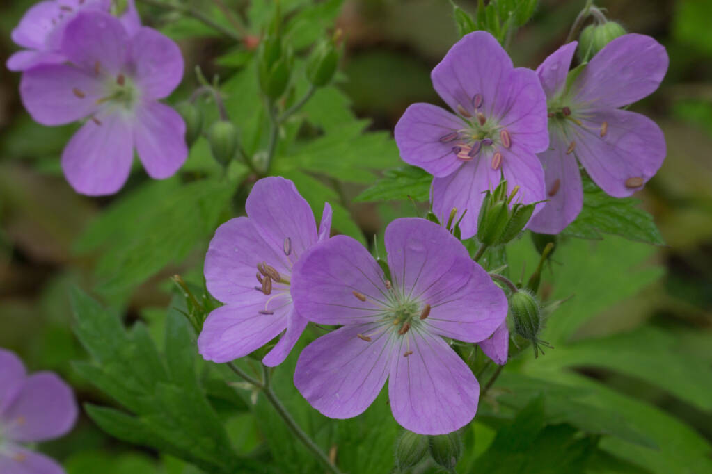 Ask the Expert: How to Grow Native Plants in Containers - Gardenista