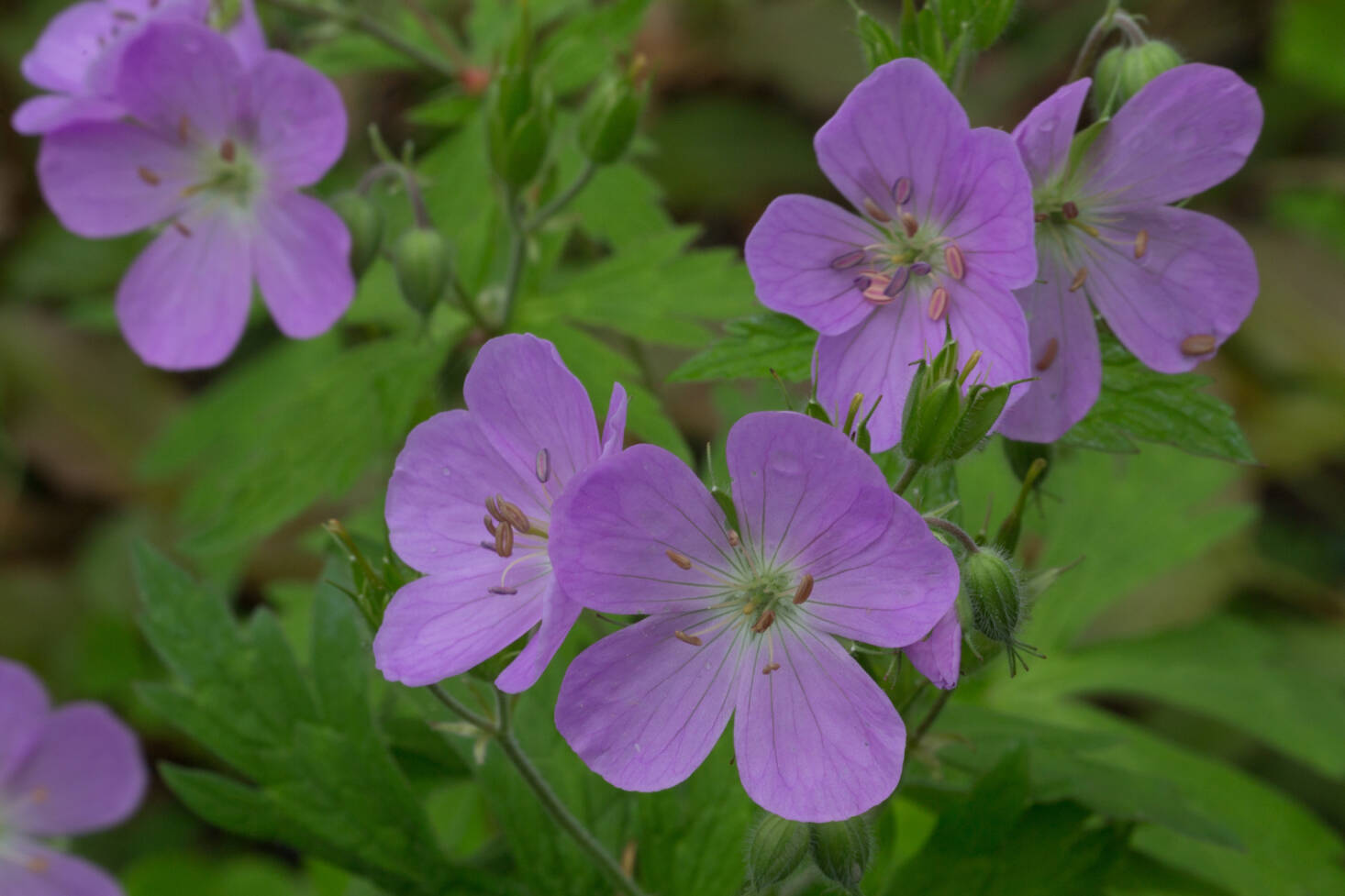 Ask the Expert: How to Grow Native Plants in Containers - Gardenista