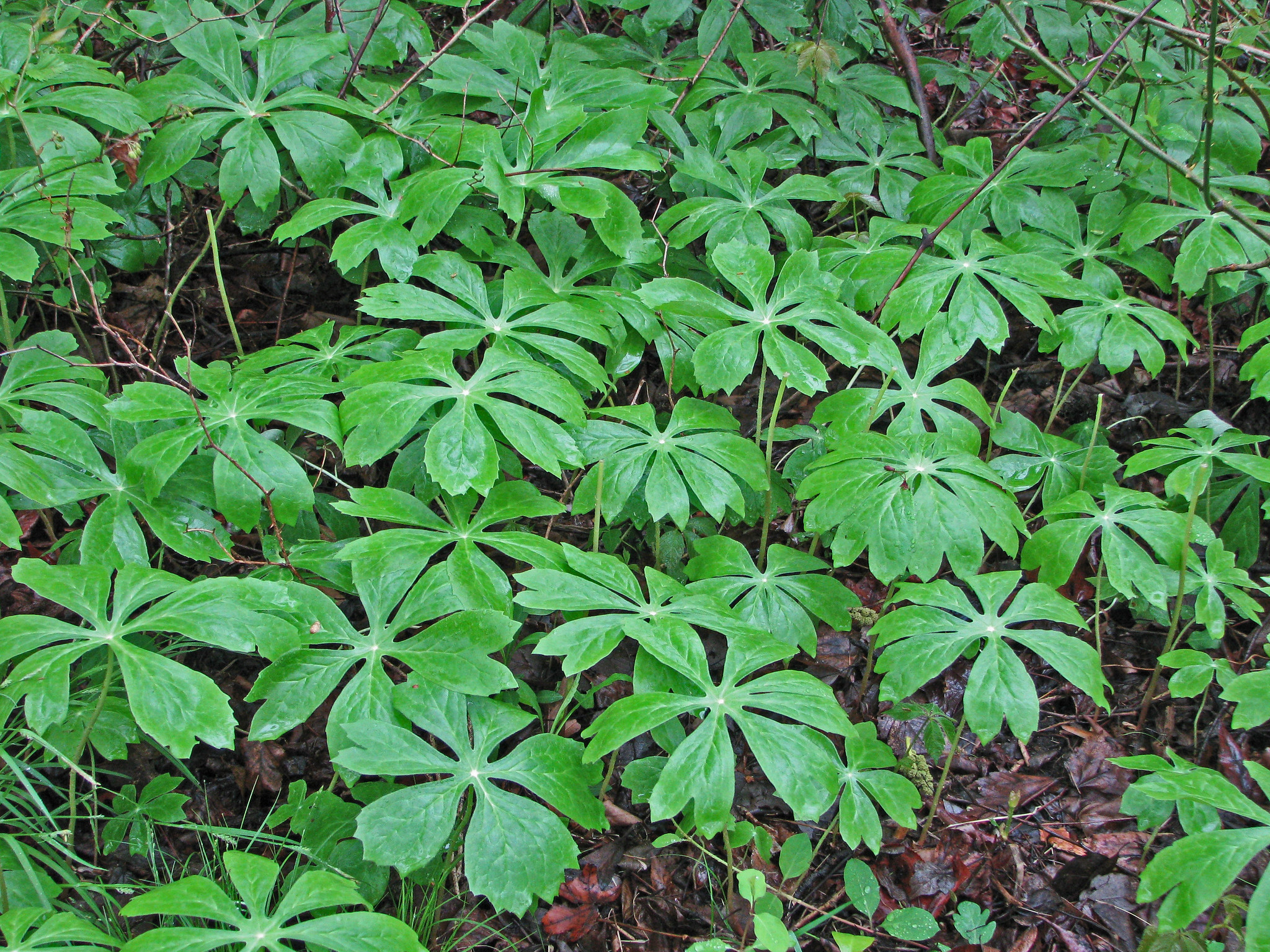Gardening 101: Mayapples - Gardenista