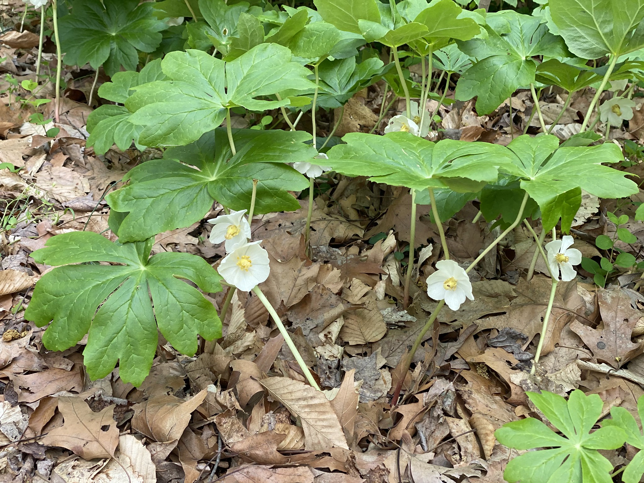 Gardening 101: Mayapples - Gardenista