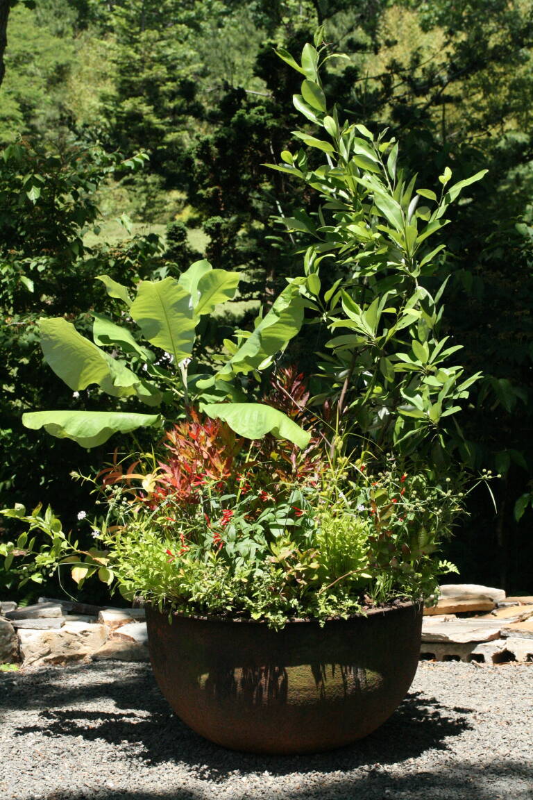 Ask the Expert: How to Grow Native Plants in Containers - Gardenista