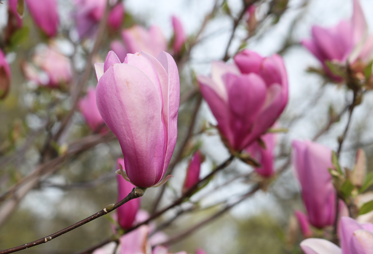 Magnolia flowers are edible, and an aromatic ingredient