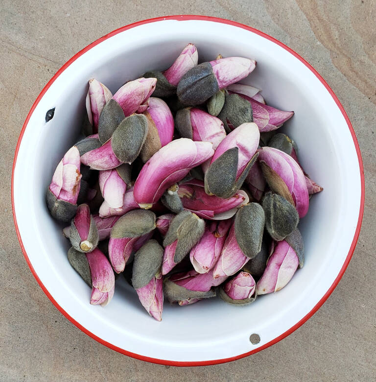 Magnolia flowers are edible, and an aromatic ingredient