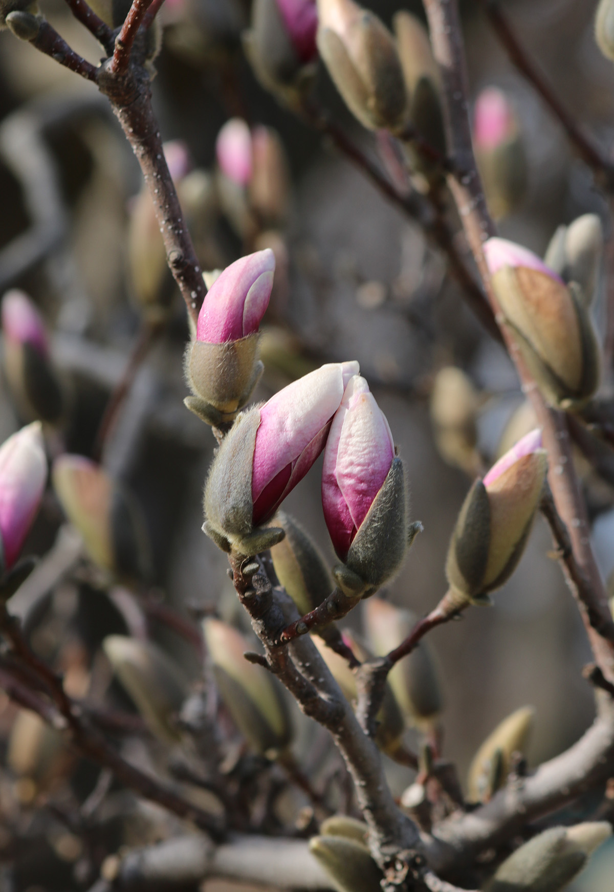 Magnolia flowers are edible, and an aromatic ingredient