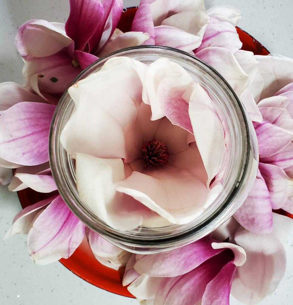 Magnolia flowers are edible, and an aromatic ingredient