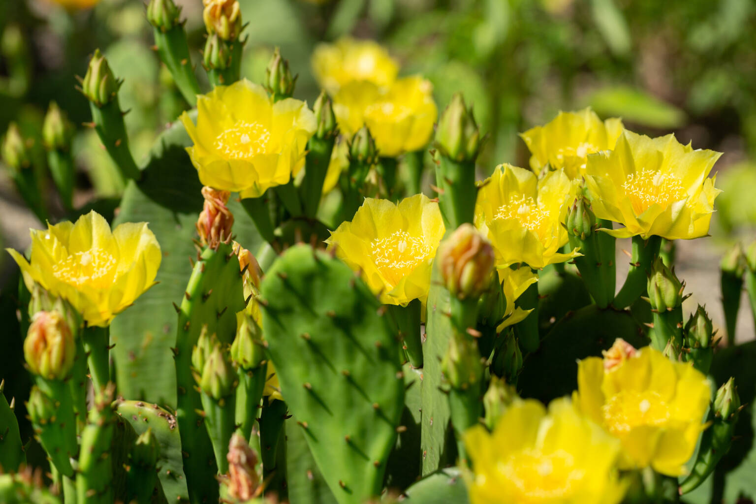 Ask the Expert: How to Grow Native Plants in Containers - Gardenista
