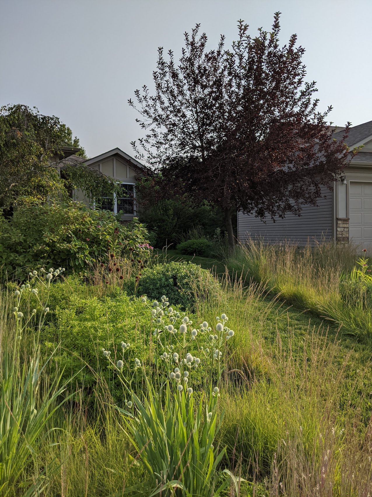 Required Reading: 'Prairie Up: An Introduction to Natural Garden Design ...