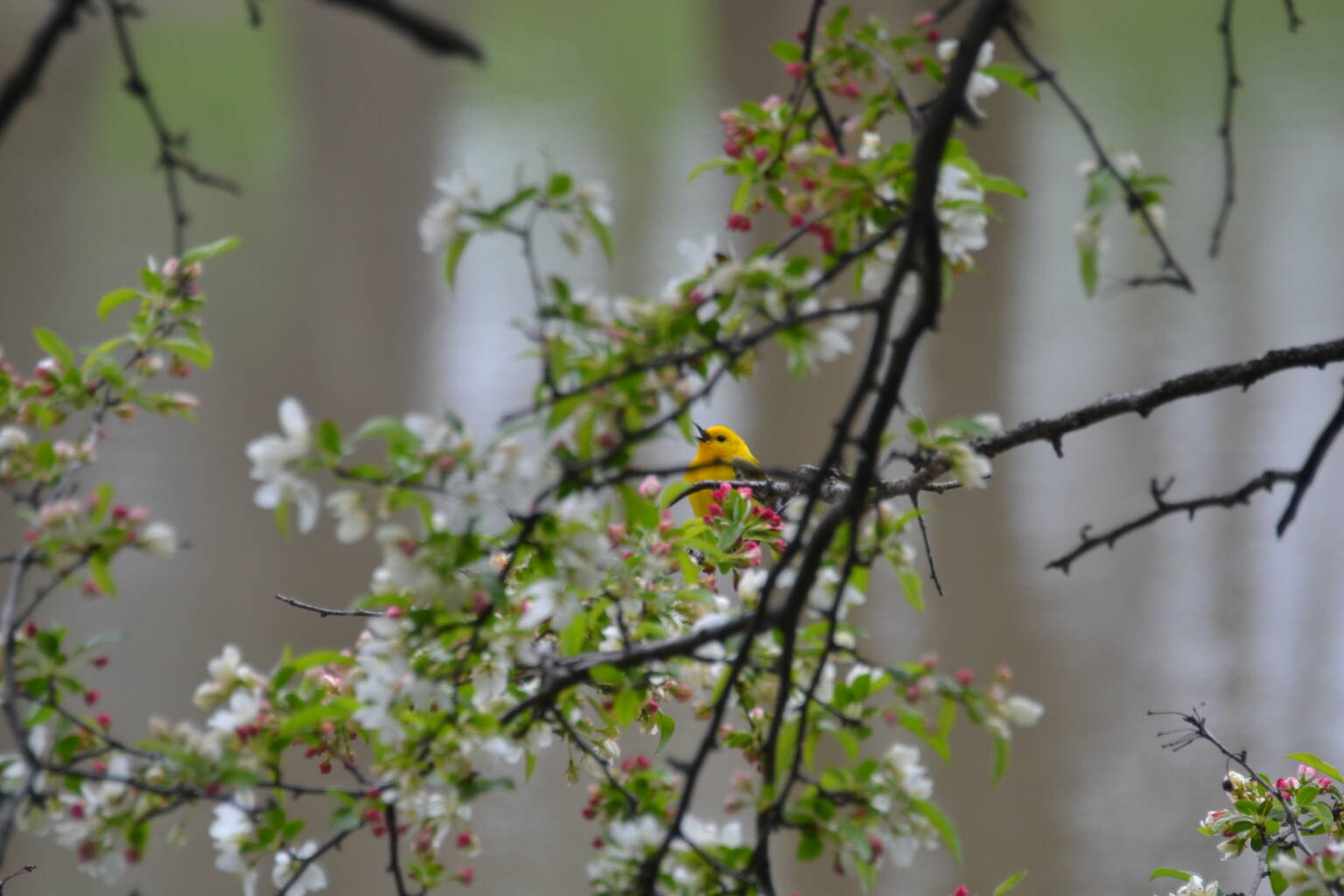 Annie Novak's Best Tips for Beginners on How to Start Birdwatching