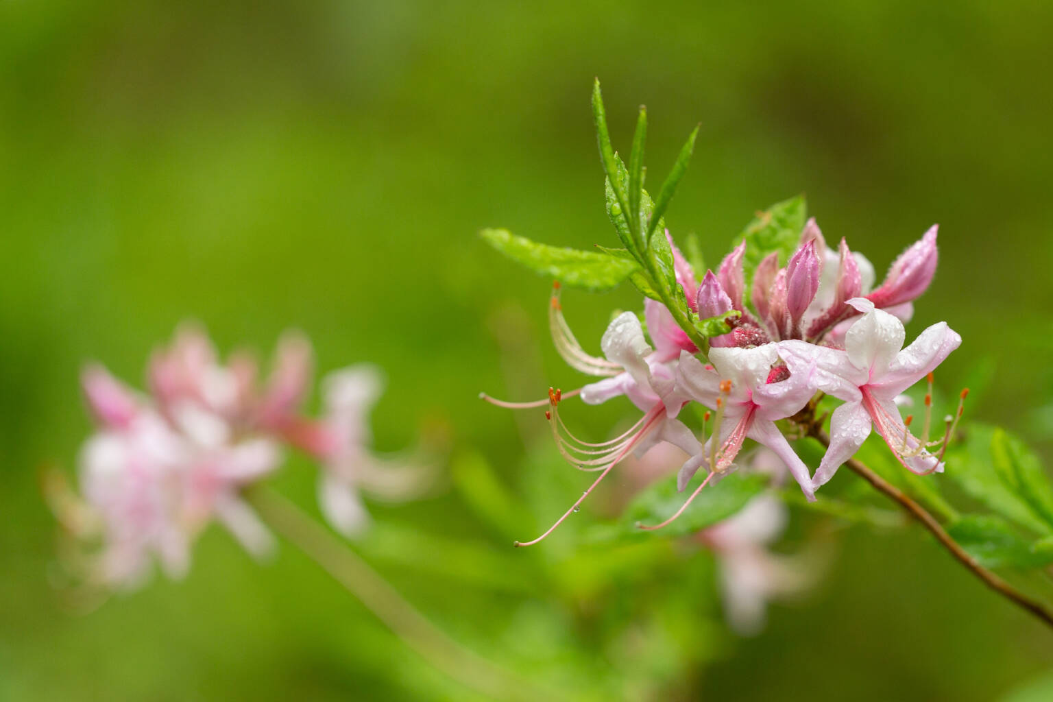 Ask the Expert: How to Grow Native Plants in Containers - Gardenista