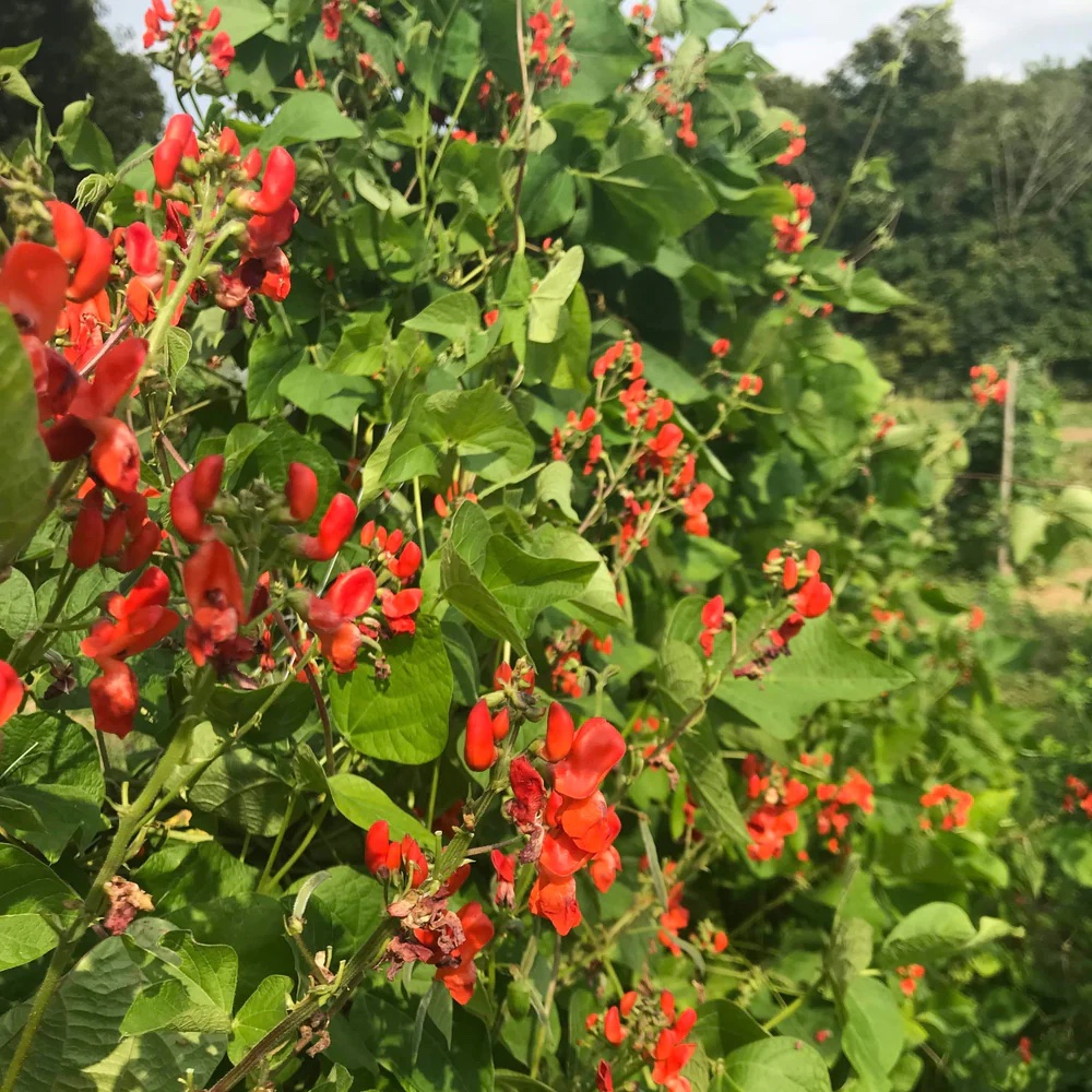 5 Easy to Grow Vegetables that Thrive on Benign Neglect