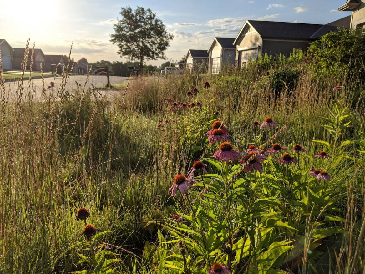 Required Reading: 'Prairie Up: An Introduction to Natural Garden Design ...