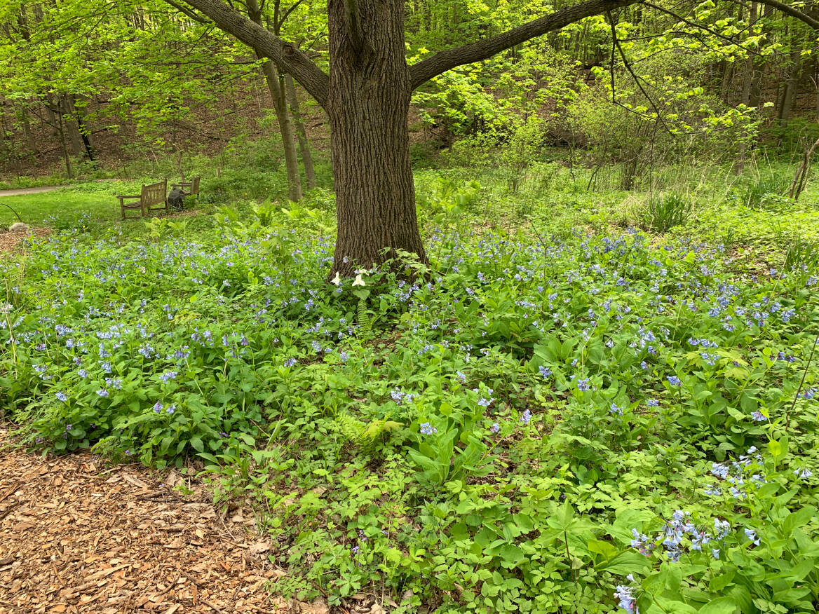 The Garden Decoder: What Is a 'Soft Landing'? - Gardenista