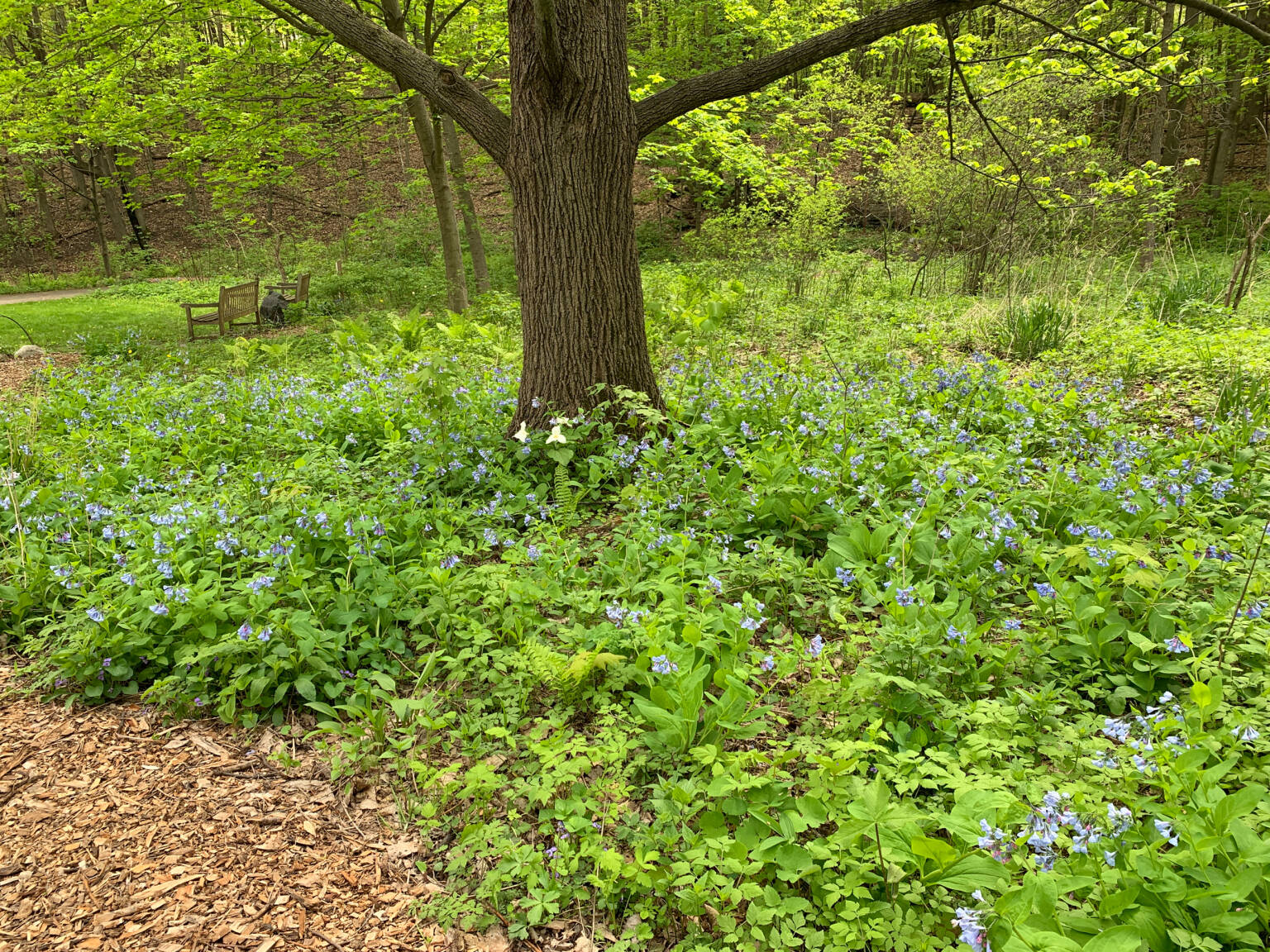 The Garden Decoder: What Is a 'Soft Landing'? - Gardenista