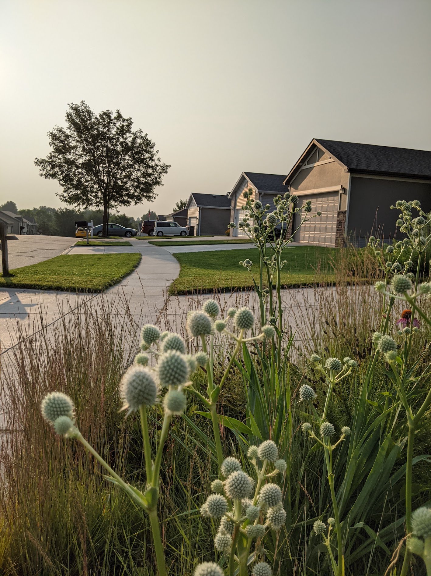 Required Reading: 'Prairie Up: An Introduction to Natural Garden Design ...