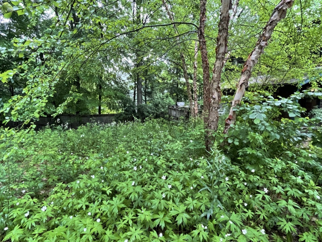 Ask the Expert: When to Start Cleanup and Other Spring Gardening ...