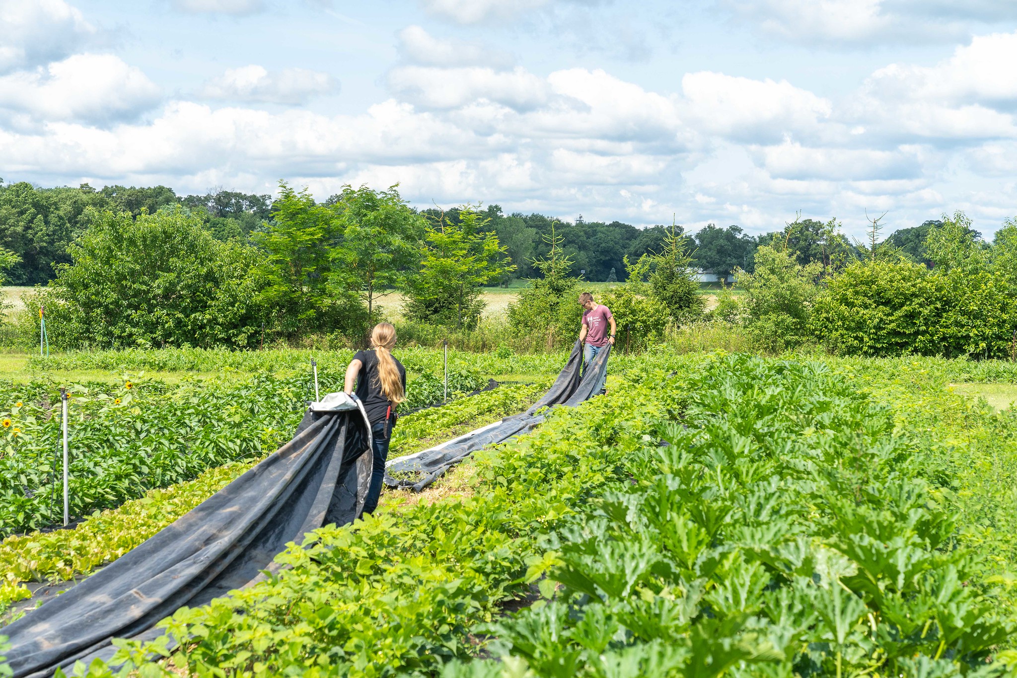 The Garden Decoder: What Is 'Occultation'? - Gardenista