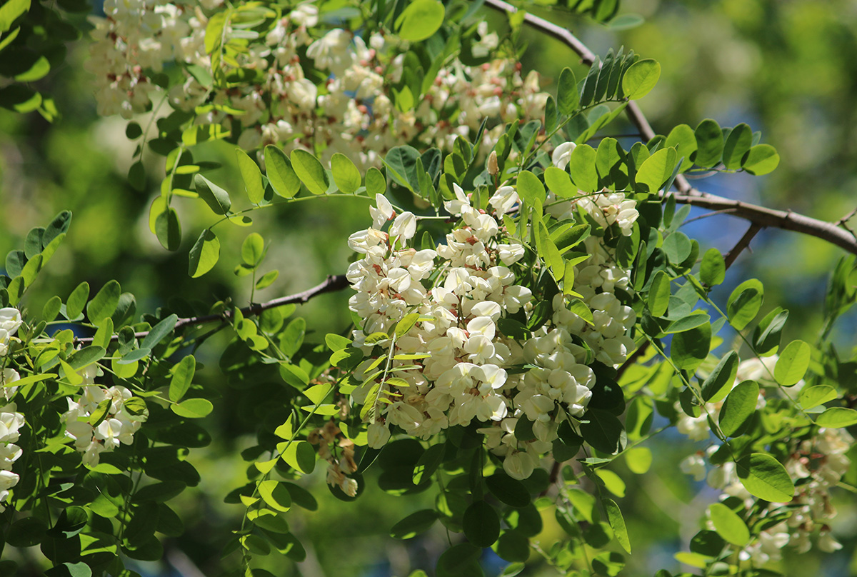 Edible flowers in spring offer beauty as well as unique flavor