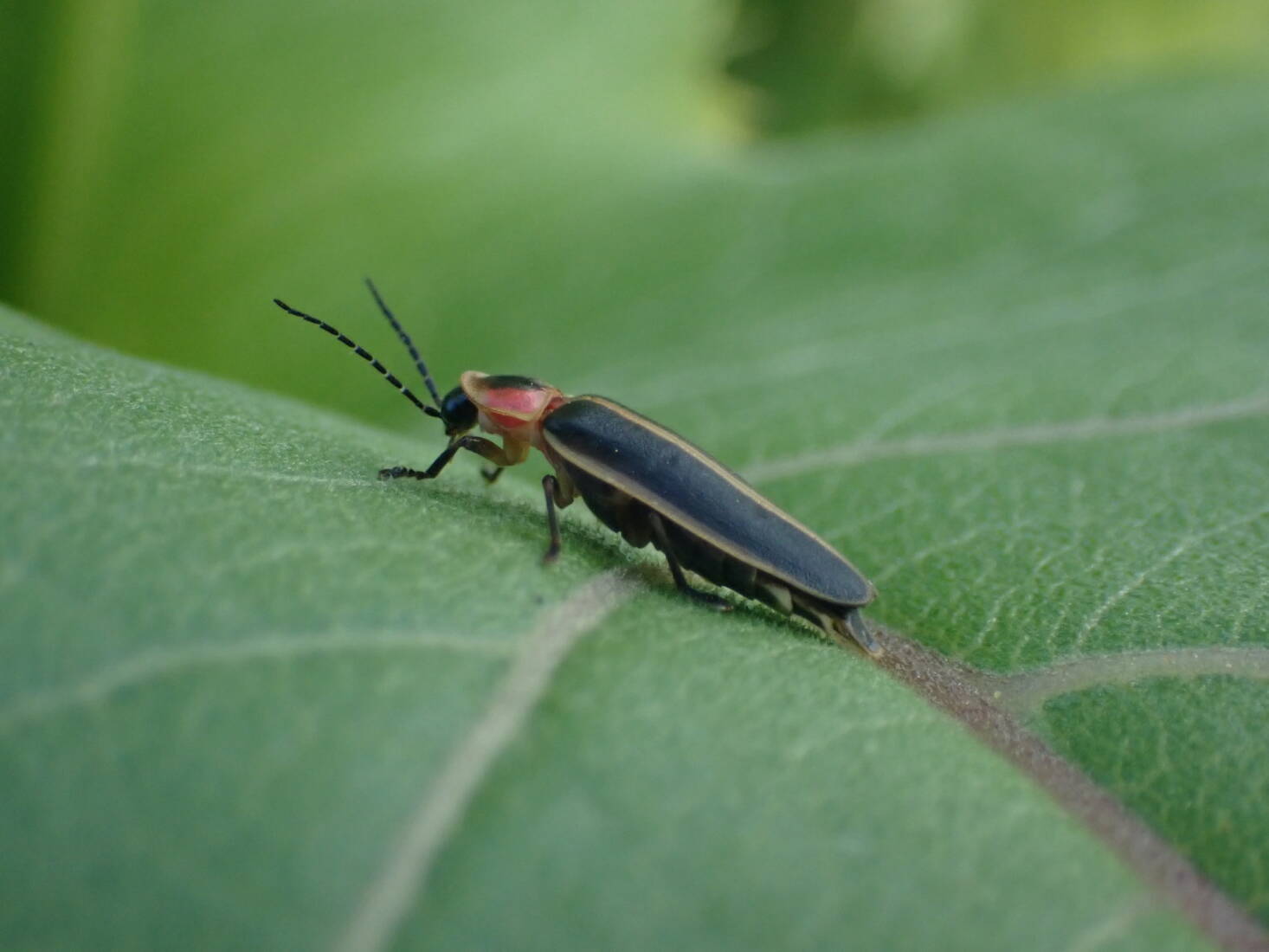 How to Protect Beneficial Insects: Conservationist Matthew Shepherd's Tips