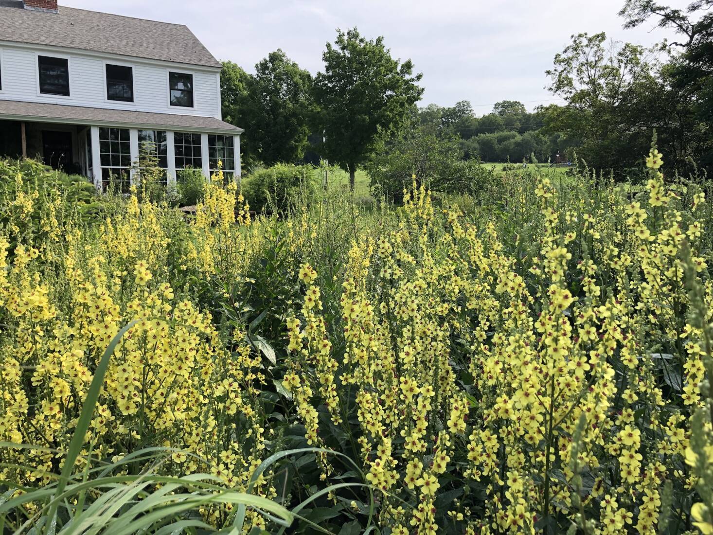 Garden Visit: Helen O'Donnell's Laissez-Faire Garden in Vermont