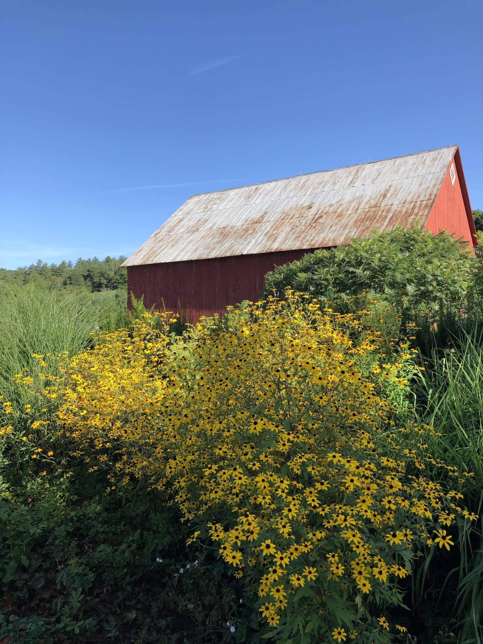 Garden Visit: Helen O'Donnell's Laissez-Faire Garden in Vermont